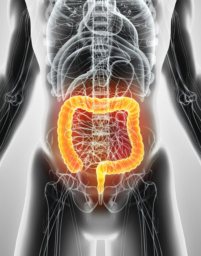 3D Illustration of Large Intestine. Stock Illustration - Illustration ...