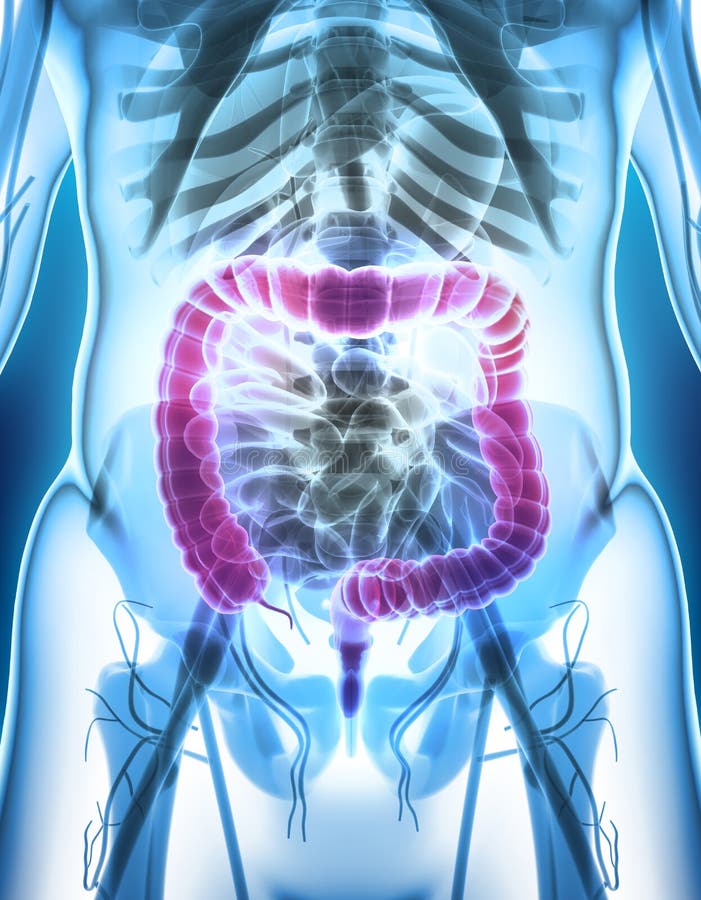 3D Illustration of Large Intestine. Stock Illustration - Illustration ...