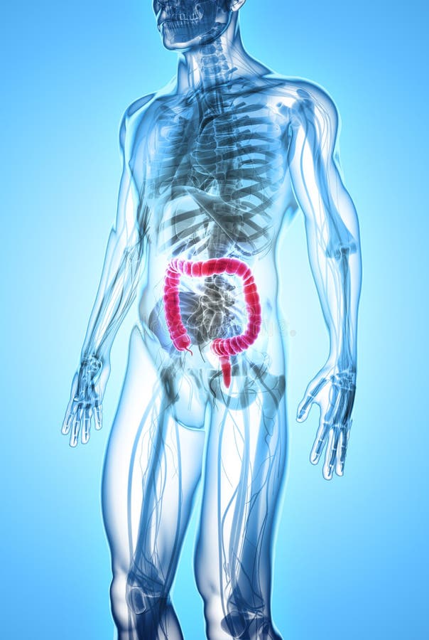 3D Illustration of Large Intestine. Stock Illustration - Illustration ...