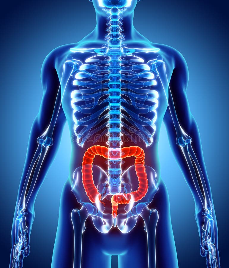 3D Illustration of Large Intestine. Stock Illustration - Illustration ...