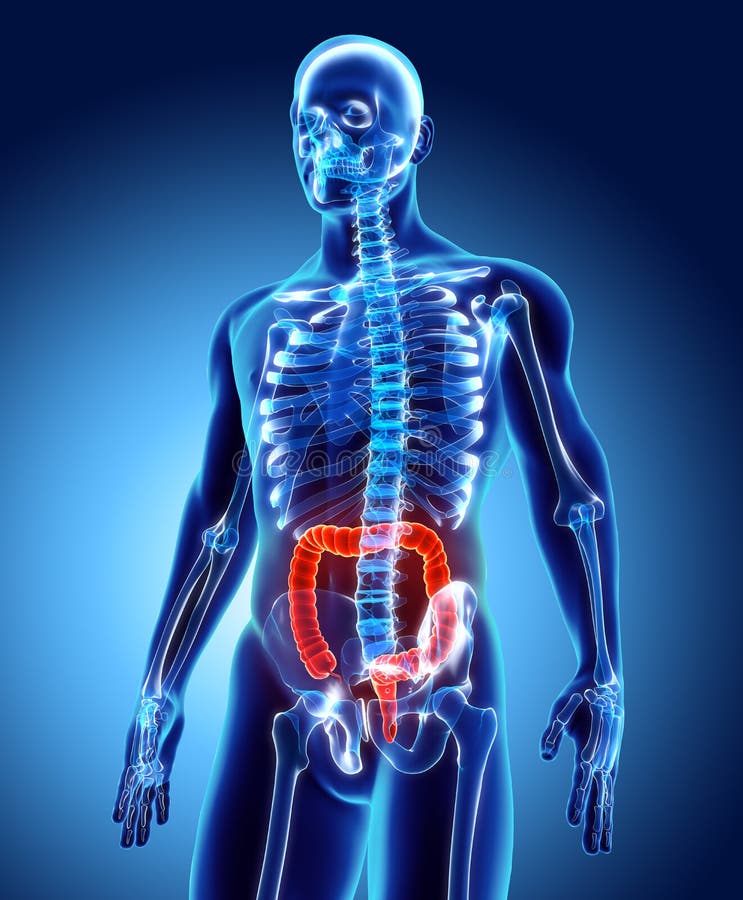 3D Illustration of Large Intestine. Stock Illustration - Illustration ...