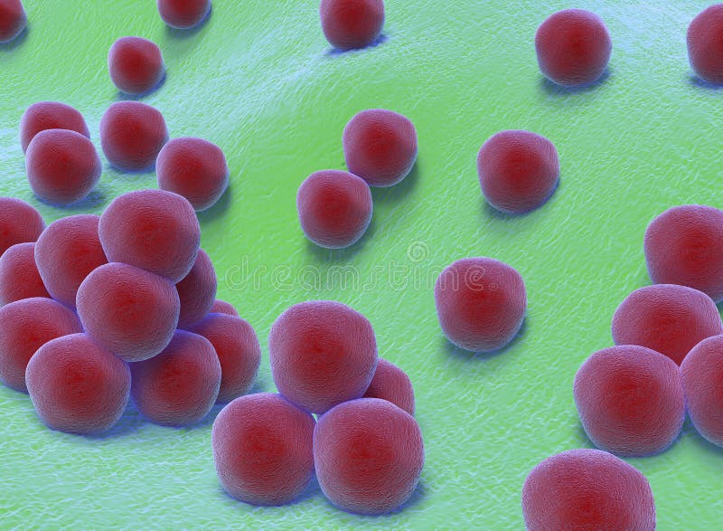 Coccii Bacteria Stock Illustrations – 8 Coccii Bacteria Stock ...