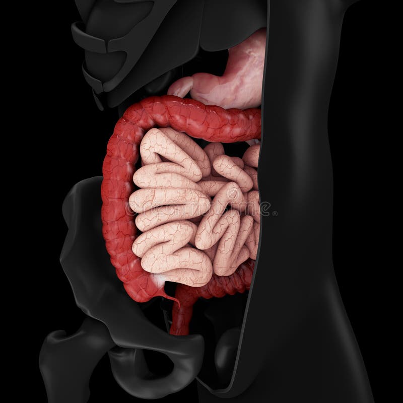 Gastrointestinal Track Small Intestine Stock Illustrations – 52 ...