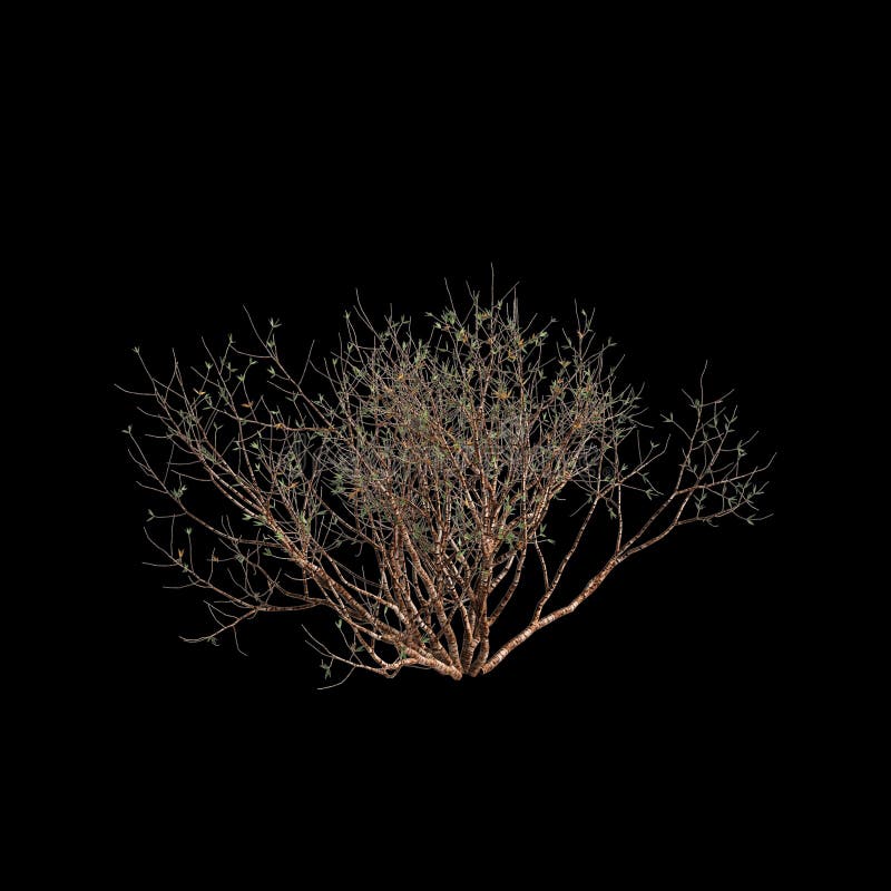 3d Illustration of Larrea Divaricata Tree Isolated on Black Background ...