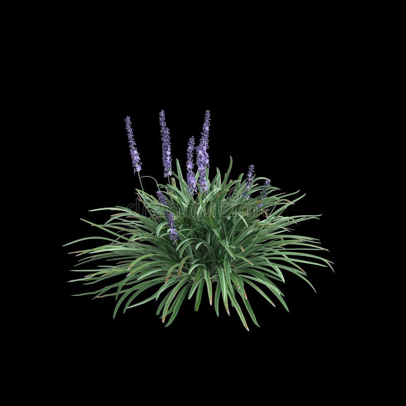 3d Illustration of Liriope Spicata Bush Isolated on Black Background ...