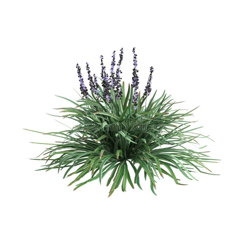 Spicata Bush Stock Illustrations – 11 Spicata Bush Stock Illustrations ...