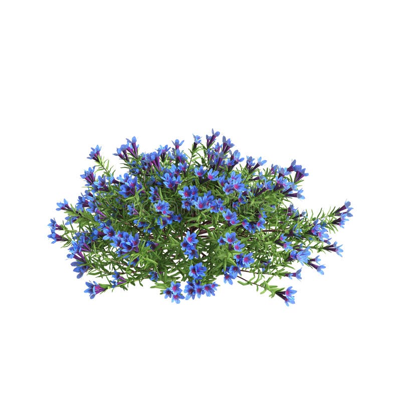 3d Illustration of Lithodora Diffusa Bush Isolated on White Background ...