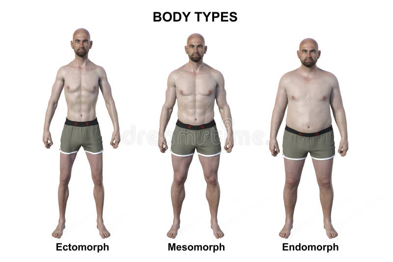 A 3D Illustration of a Male Body Showcasing Three Different Body Types ...