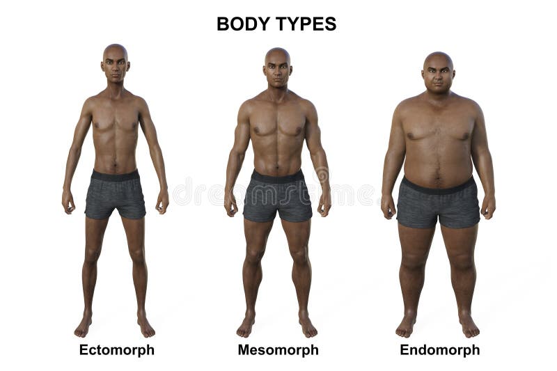 A 3D Illustration of a Male Body Showcasing Three Different Body Types ...