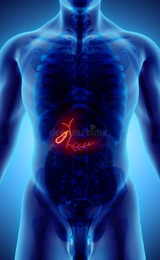 3D Illustration of Male Gallbladder. Stock Illustration - Illustration ...