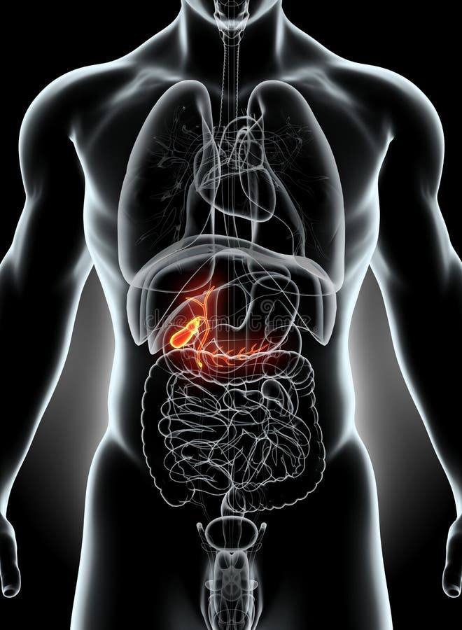 3D Illustration of Male Gallbladder. Stock Illustration - Illustration ...