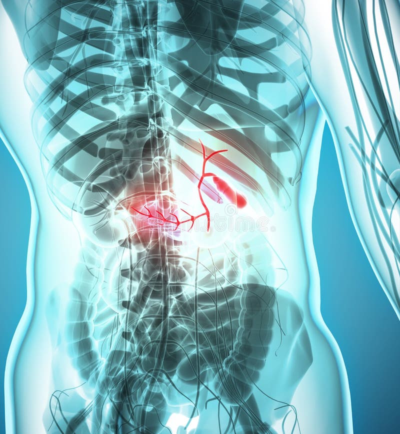 3D Illustration of Male Gallbladder. Stock Illustration - Illustration ...