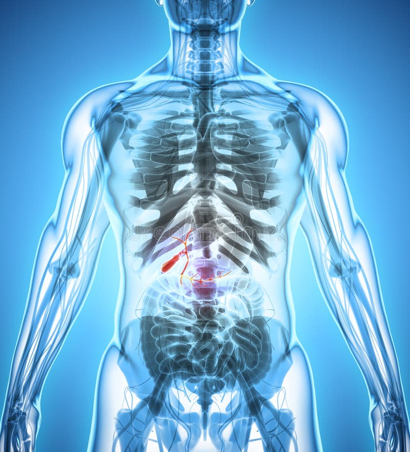 3D Illustration of Male Gallbladder. Stock Illustration - Illustration ...