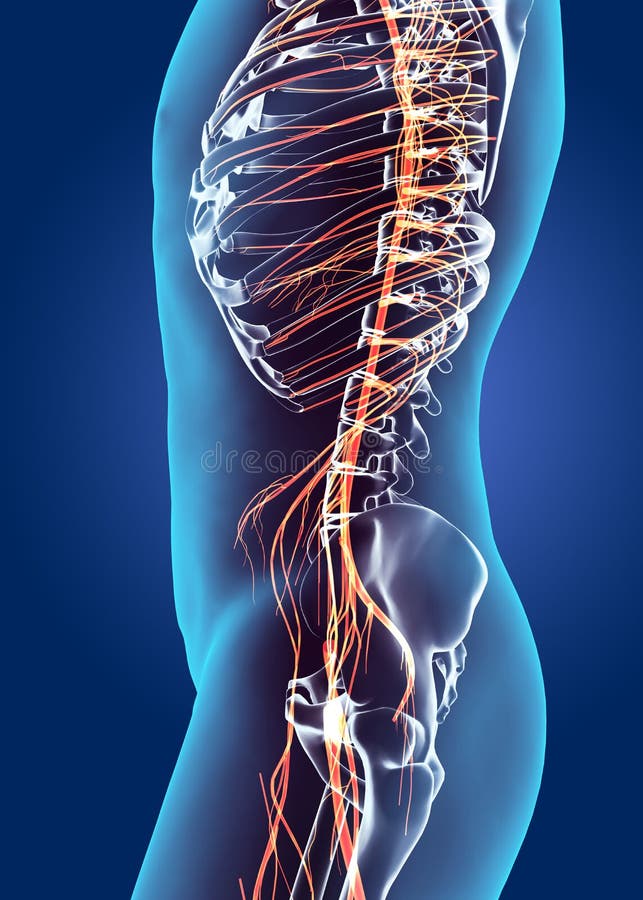 3D Illustration Male Nervous System. Stock Illustration - Illustration ...