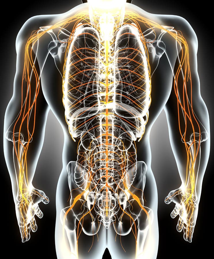 3D Illustration Male Nervous System. Stock Illustration - Illustration ...