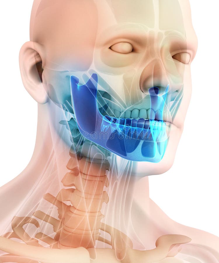 3D Illustration of Mandible, Medical Concept. Stock Illustration ...