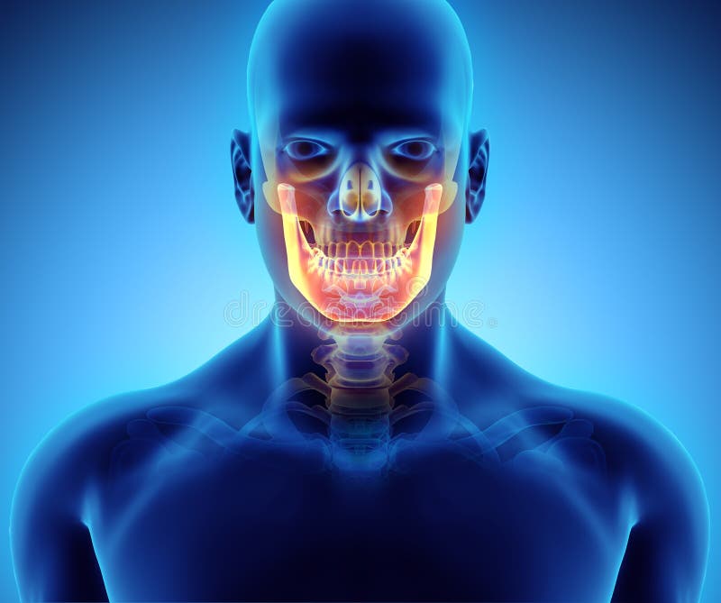 3D Illustration of Mandible, Medical Concept. Stock Illustration ...