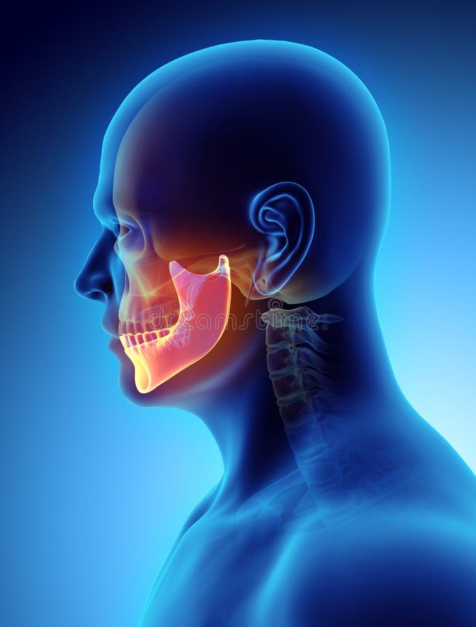 3D Illustration of Mandible, Medical Concept. Stock Illustration ...