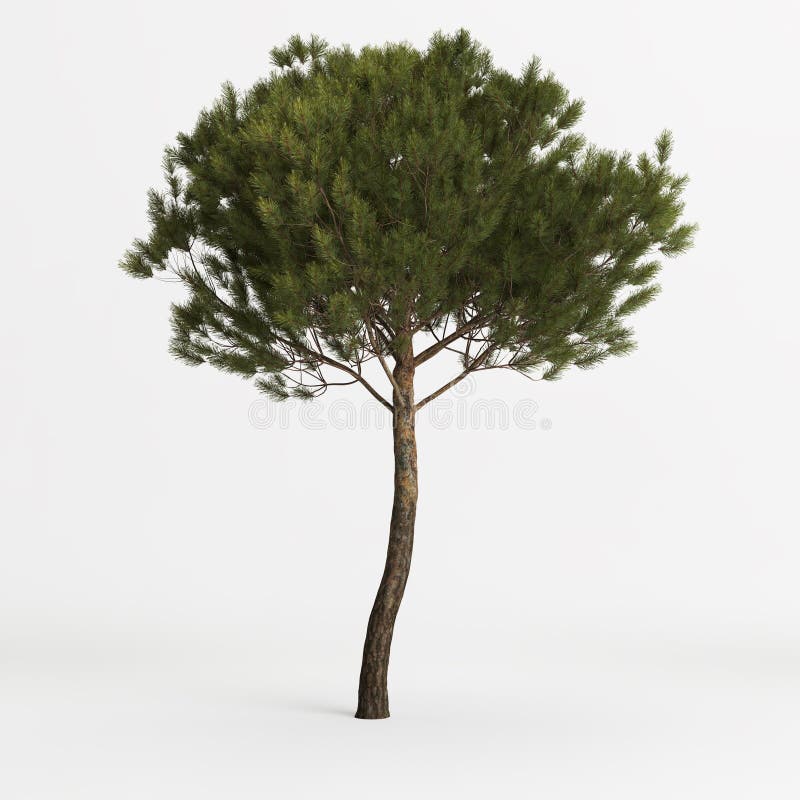 3d Illustration of Medium Pinus Pinea Tree Isolated on White Background ...