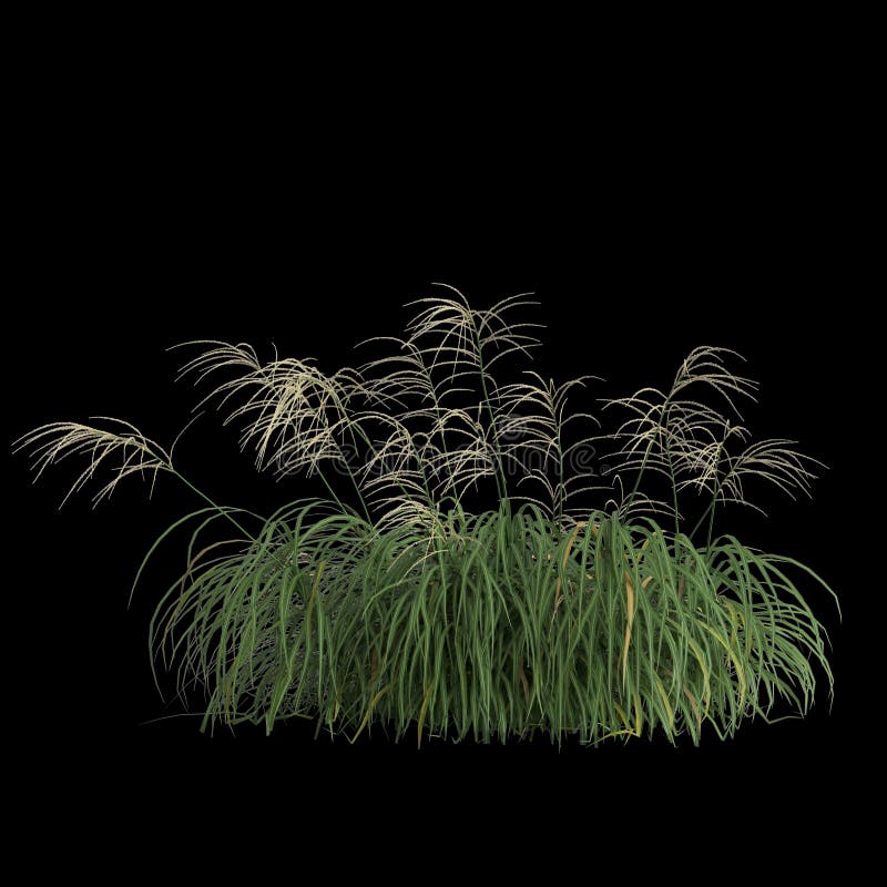 3d Illustration of Miscanthus Bush Isolated on Black Background Stock ...
