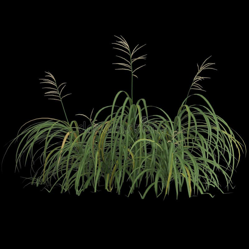 3d Illustration of Miscanthus Bush Isolated on Black Background Stock ...