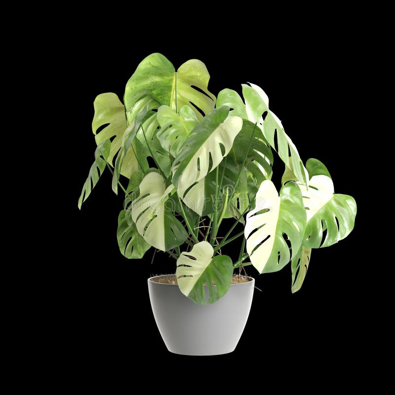 3d Illustration of Monstera Deliciosa Plant Isolated on Black ...
