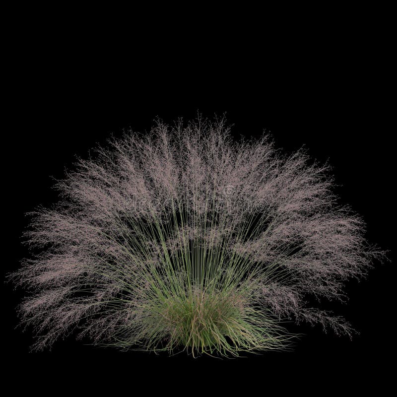 Muhly Bush Stock Illustrations – 8 Muhly Bush Stock Illustrations ...