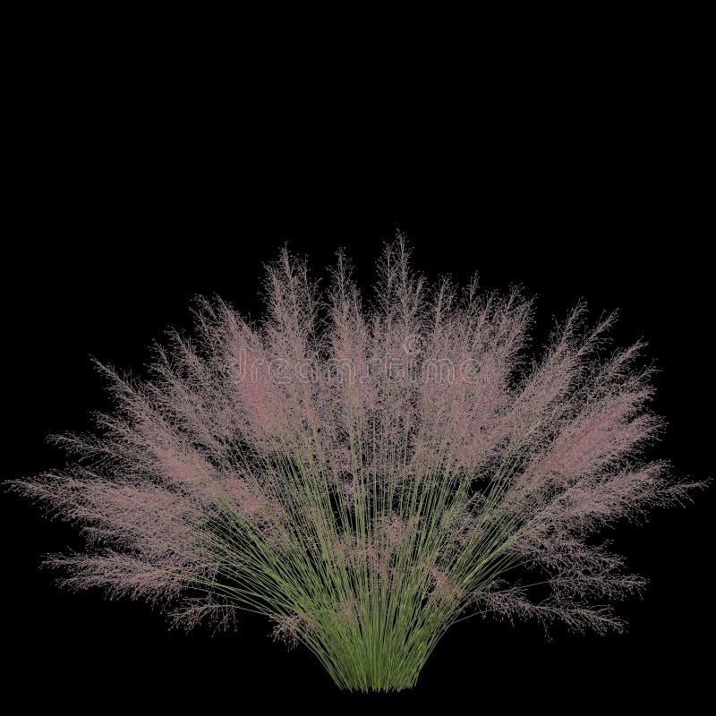 Muhly Bush Stock Illustrations – 8 Muhly Bush Stock Illustrations ...