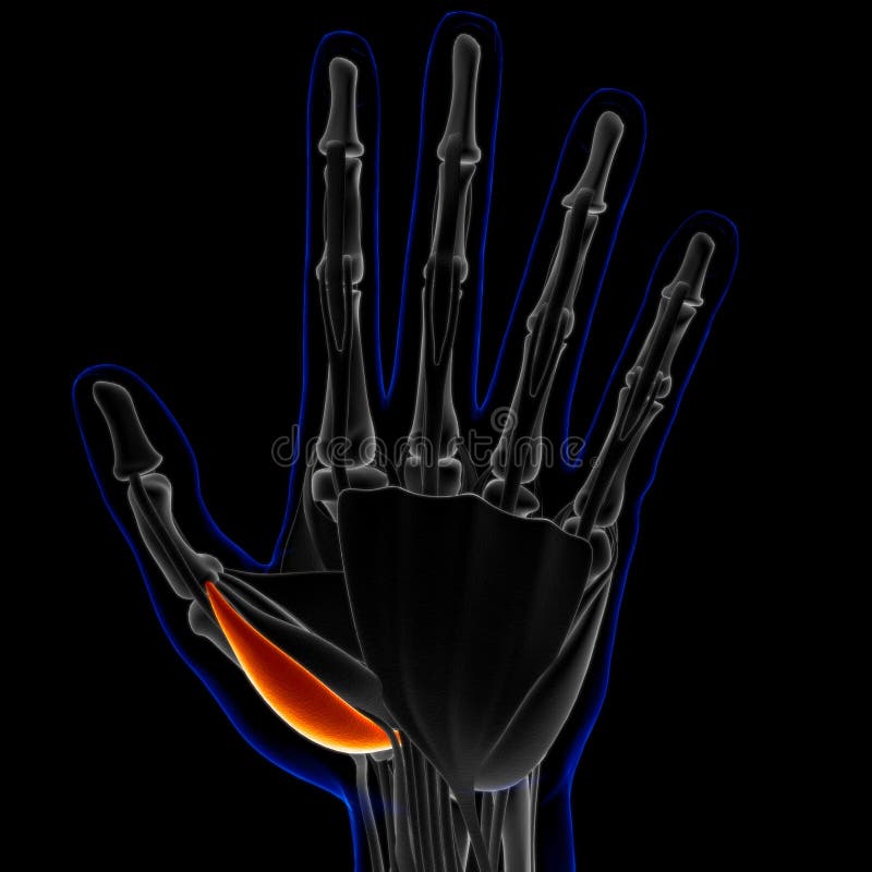 Abductor Digiti Quinti Brevis Muscle Stock Illustrations – 276 Abductor ...