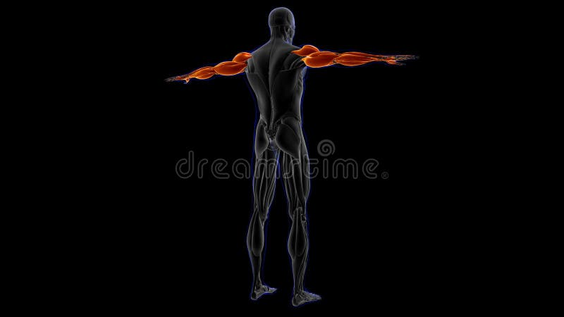 Scalenus Posterior Muscle Anatomy for Medical Concept 3D Animation ...