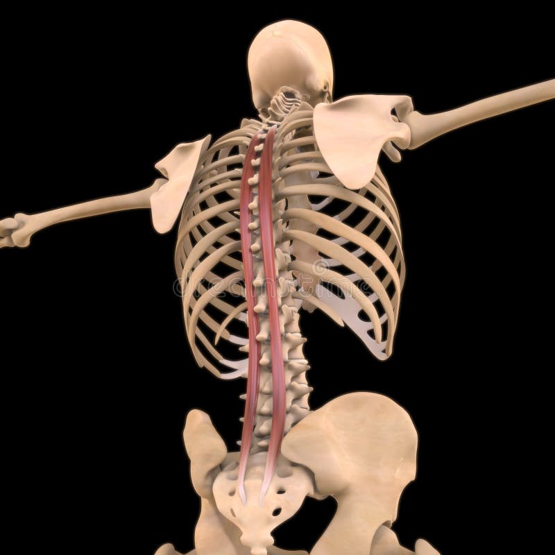 Spinalis Muscle Anatomy for Medical Concept 3D Illustration Stock ...