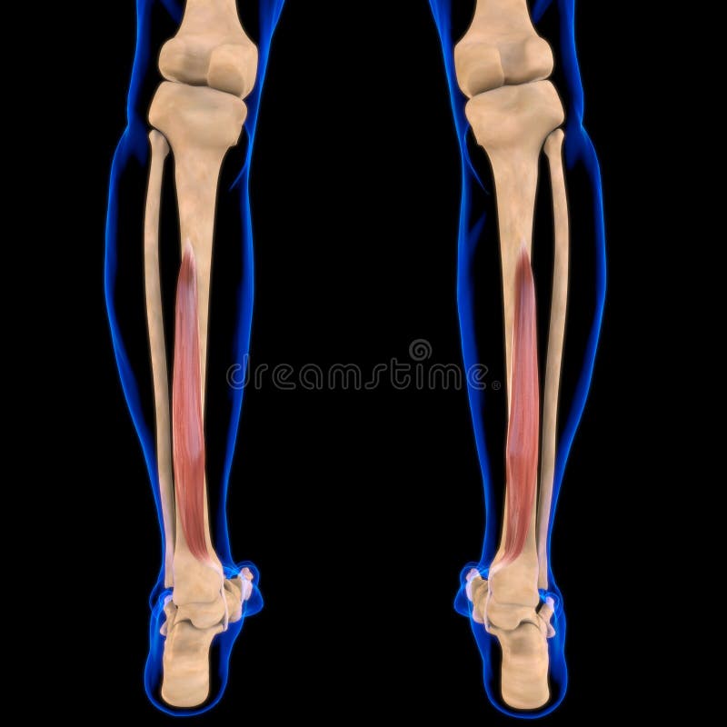Flexor Digitorum Longus Muscle Anatomy for Medical Concept 3D ...