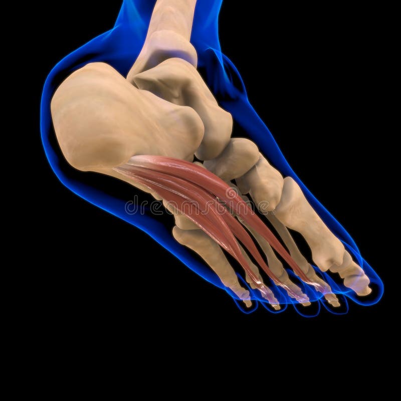 Flexor Digitorum Brevis Muscle Anatomy for Medical Concept 3D ...