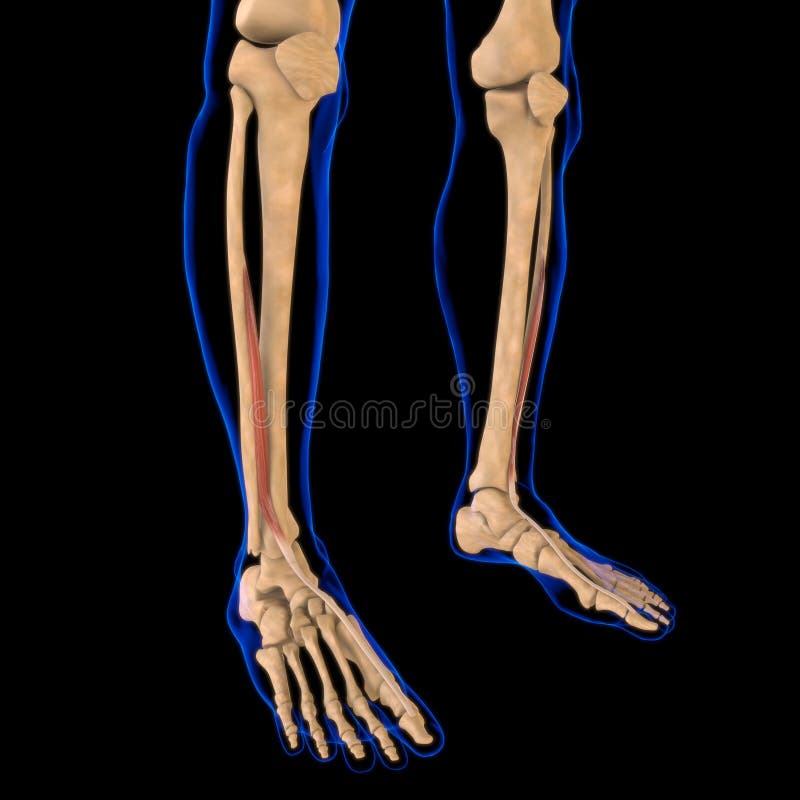Extensor Hallucis Brevis Muscle Anatomy for Medical Concept 3D Stock ...