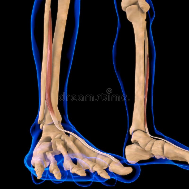 Extensor Hallucis Longus Muscle Anatomy for Medical Concept 3D Stock ...