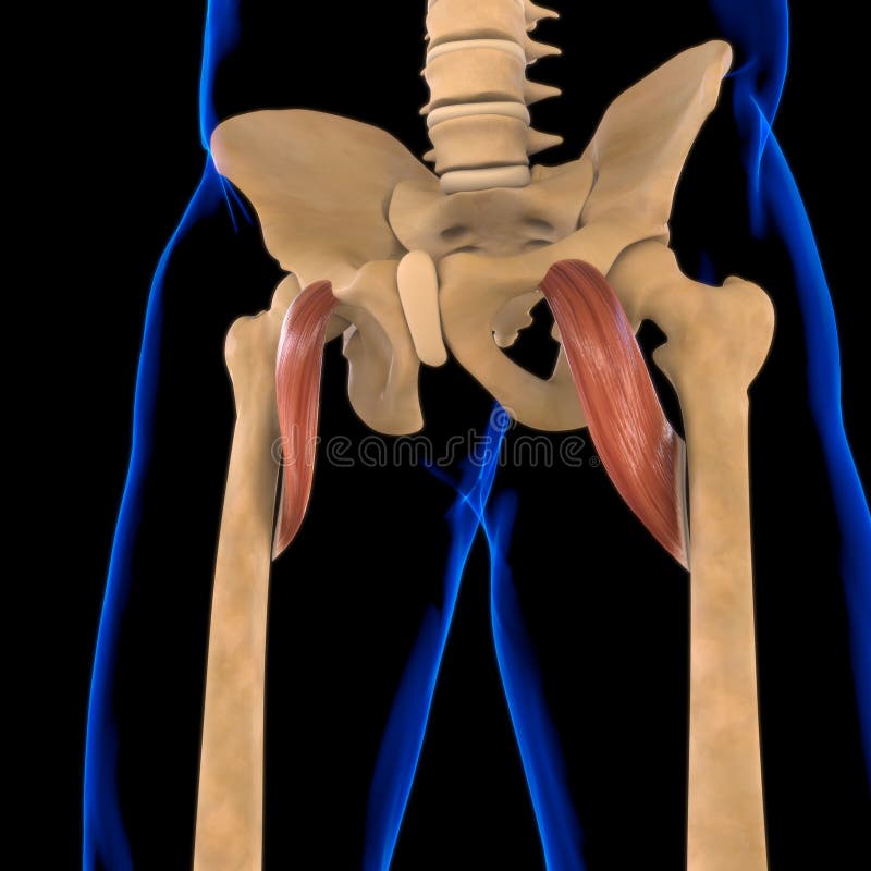 Pectineus Muscle Anatomy for Medical Concept 3D Illustration Stock ...