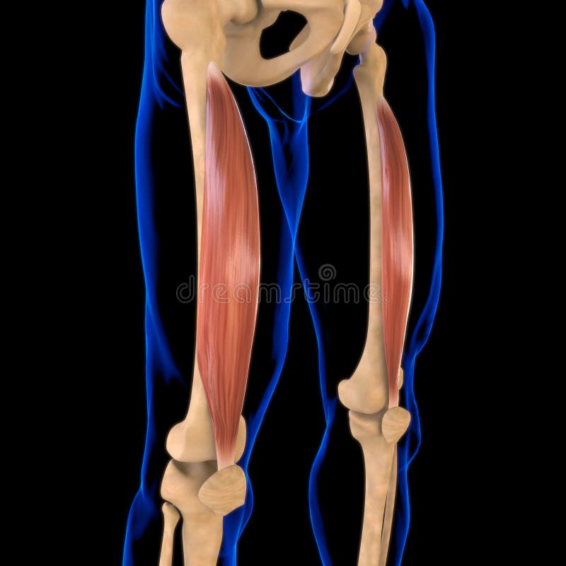 Vastus Intermedius Muscle Anatomy for Medical Concept 3D Illustration ...