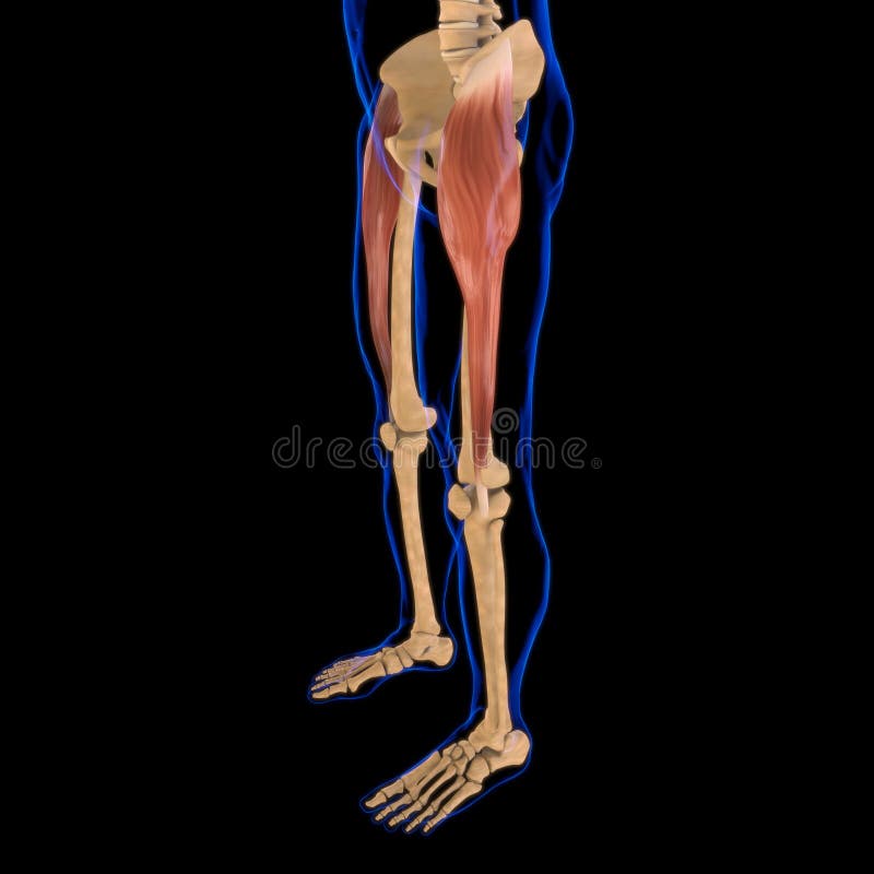 Tensor Fasciae Latae Muscle Anatomy for Medical Concept 3D Illustration ...