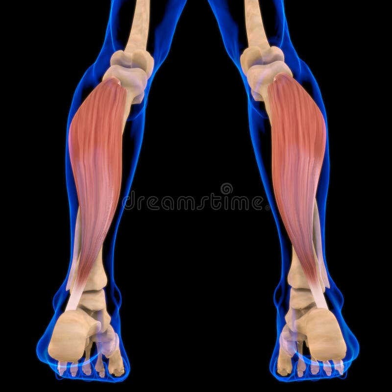 Soleus Muscle Anatomy for Medical Concept 3D Illustration Stock ...
