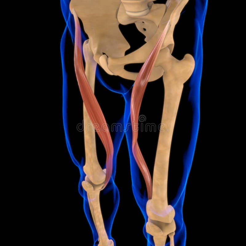Sartorius Muscle Anatomy for Medical Concept 3D Illustration Stock ...