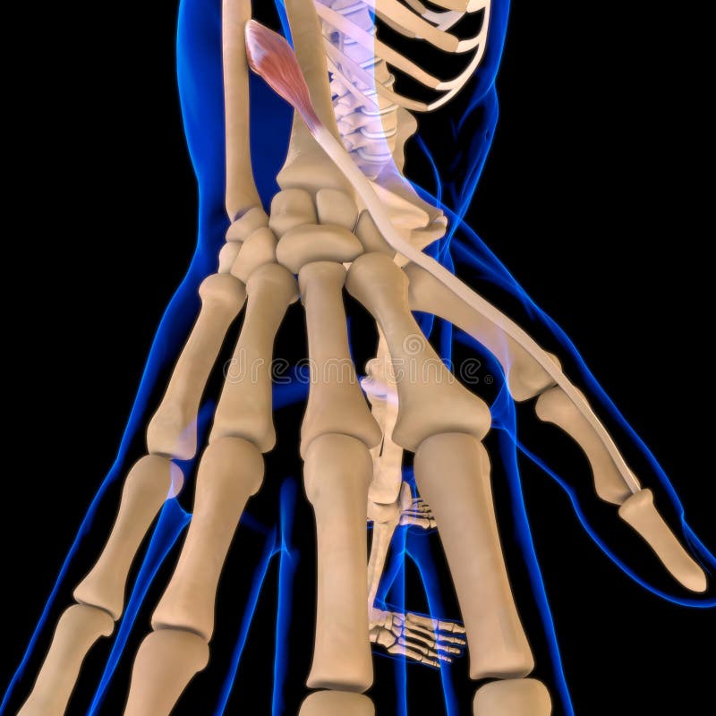 Extensor Pollicis Longus Muscle Anatomy for Medical Concept 3D ...