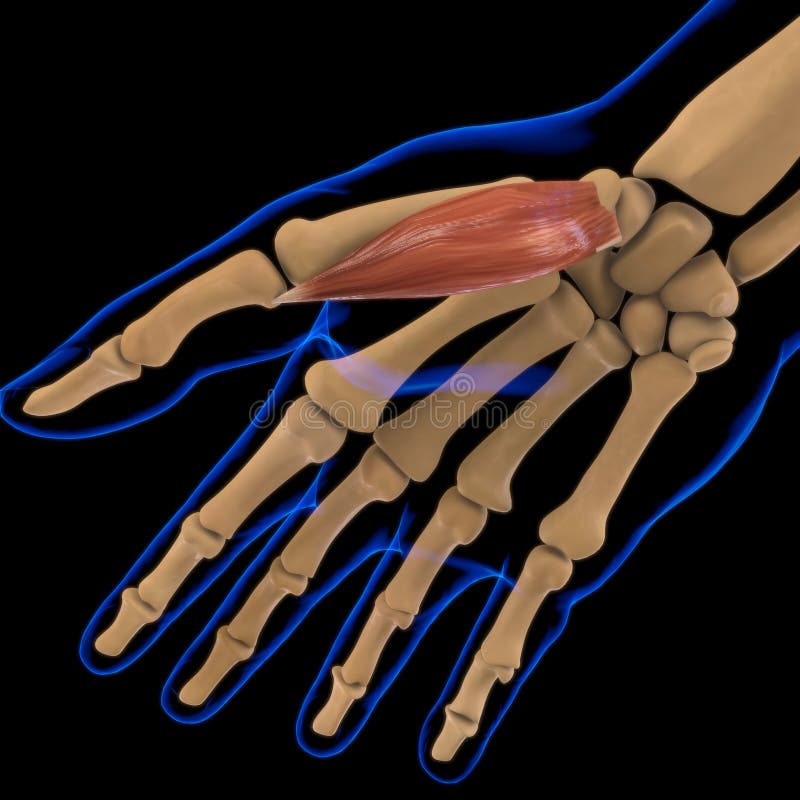 Abductor Pollicis Longus Muscle Anatomy for Medical Concept 3D ...