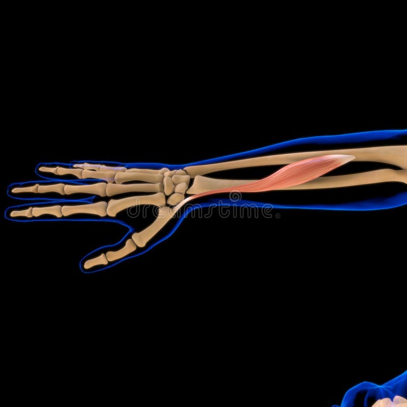 Abductor Pollicis Longus Muscle Anatomy for Medical Concept 3D ...