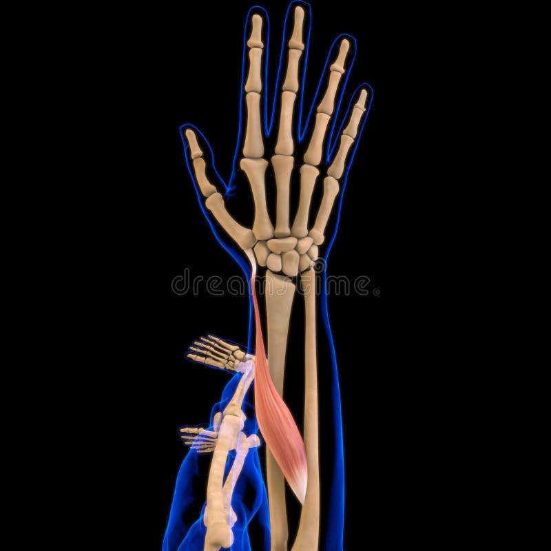 Abductor Pollicis Longus Muscle Anatomy for Medical Concept 3D ...