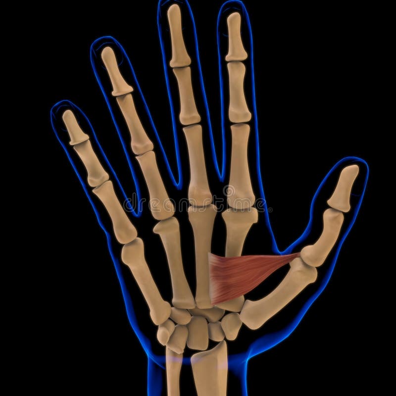 Adductor Pollicis Muscle Anatomy for Medical Concept 3D Illustration ...