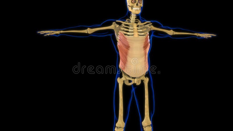 External Intercostal Muscle on a White Background - 3D Model Stock ...