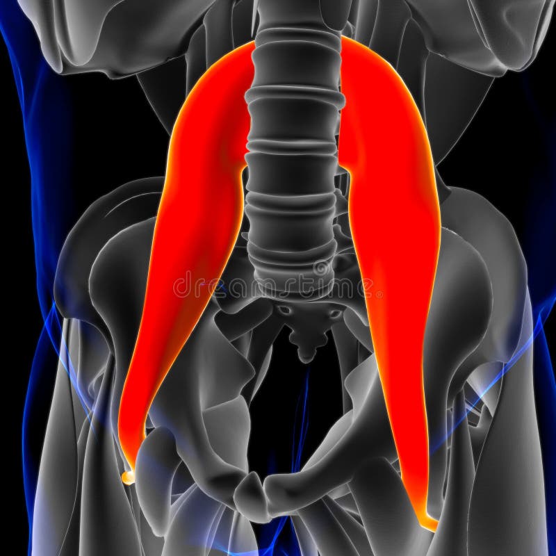 Psoas Muscle Medical Vector Illustration Diagram Stock Vector ...