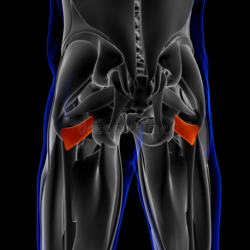 Quadriceps Femoris Muscle Anatomy for Medical Concept 3D Illustration ...