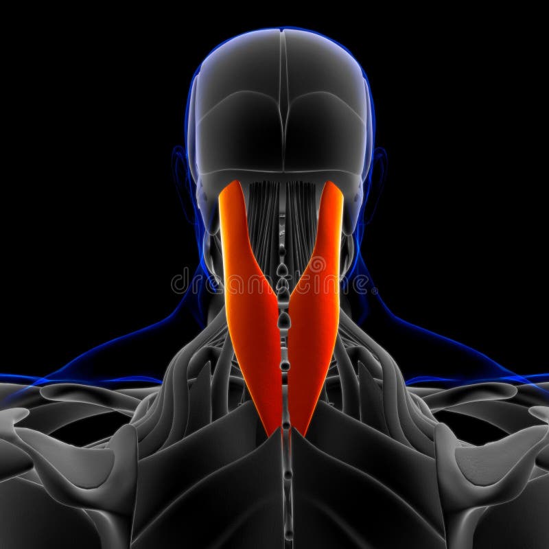 Splenius Capitus Muscle Anatomy for Medical Concept 3D Illustration ...