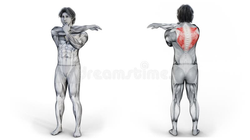3d Illustration of Muscular Character Doing Back Exercise on Isolated ...